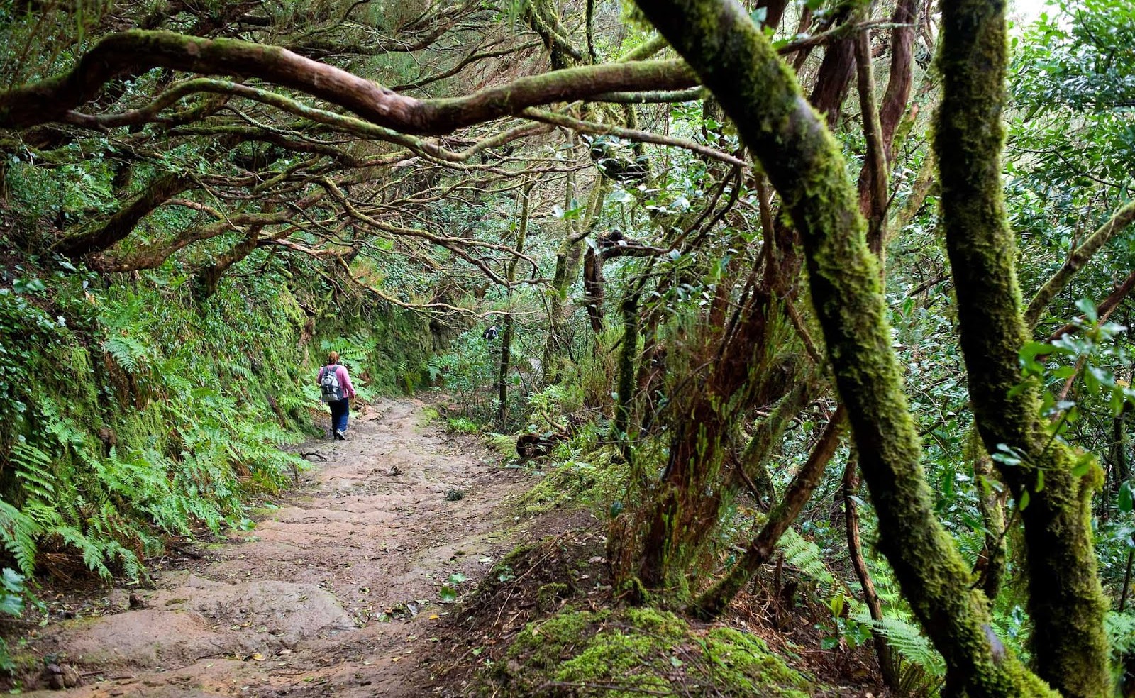 Le parc rural d’Anaga - Que faire à Tenerife